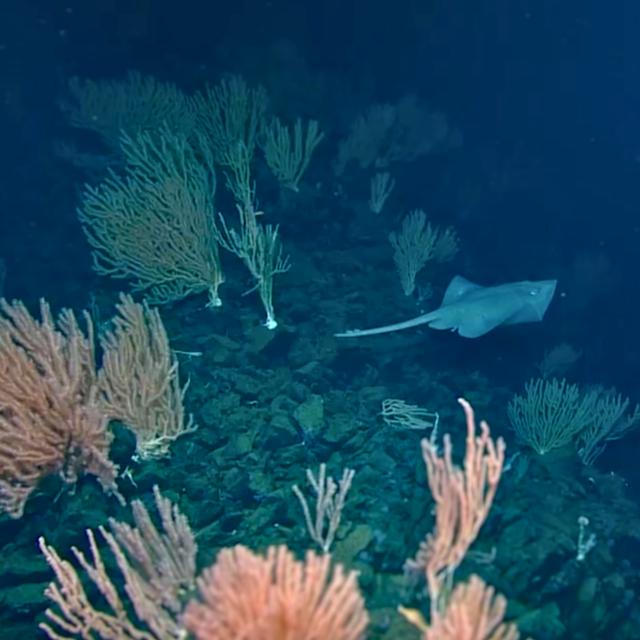 Définition | Biotope : qu'est-ce que c'est ? | Futura planète