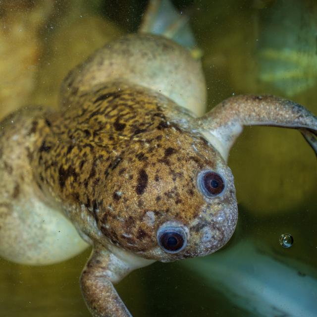 Quelle est la différence entre rainette et grenouille