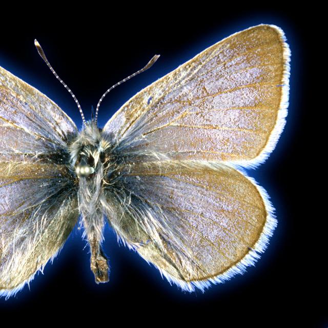 Définition | Position du papillon : qu'est-ce que c'est ? | Futura santé