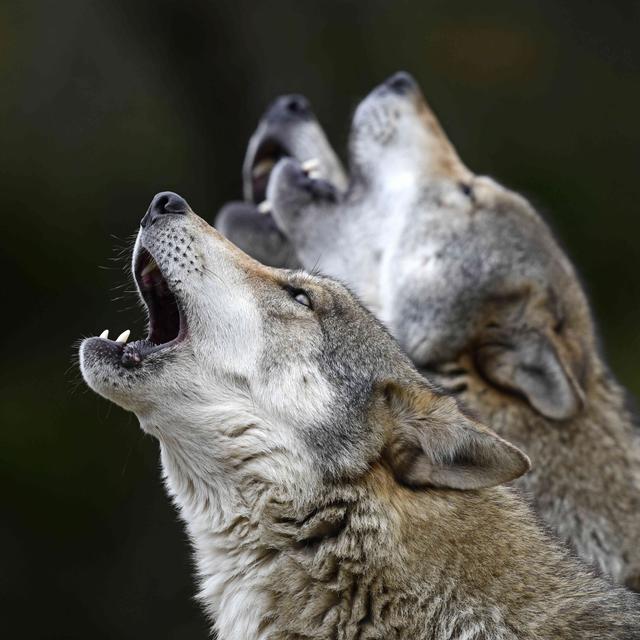 Pourquoi protéger le loup est essentiel pour la biodiversité