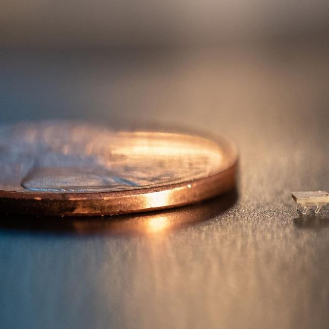 Les fourmis ont perdu leurs ailes pour gagner du muscle