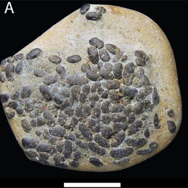 Définition | Néogène : qu'est-ce que c'est ? | Futura planète