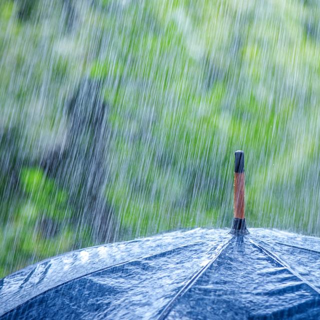 Quelle est la différence entre rainette et grenouille
