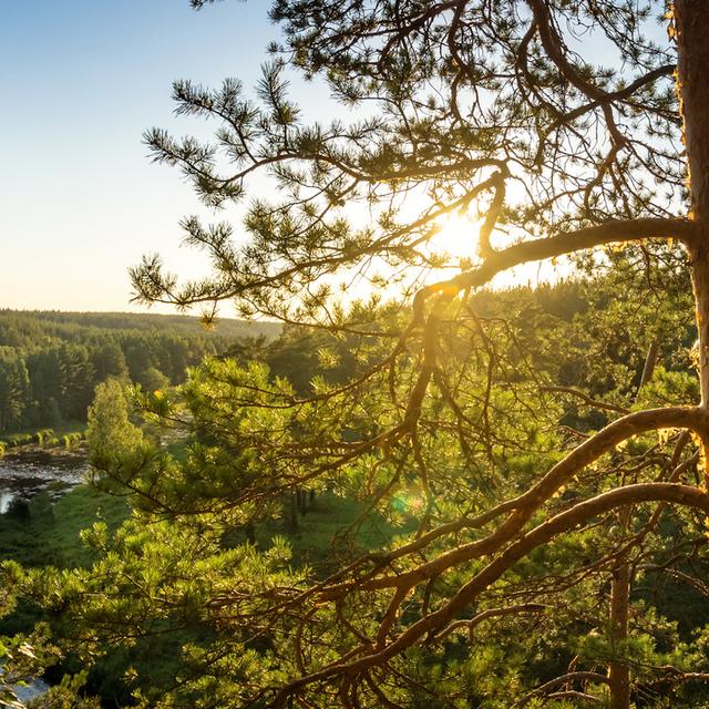 Découvrez les 5 plus grandes forêts du monde