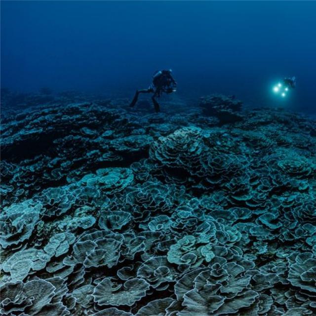 Définition | Corail : qu'est-ce que c'est ? | Futura planète