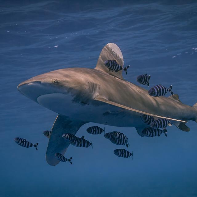 La quasi-totalité de la vie marine est menacée d'extinction d'ici 2100