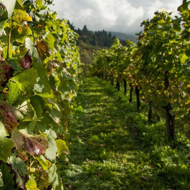 Définition | Riesling : qu'est-ce que c'est ? | Futura planète