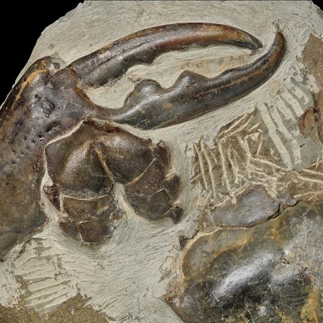 La Lune en rapprochement avec Elnath et la nébuleuse du Crabe