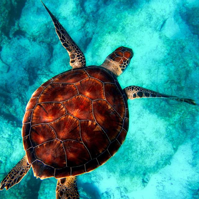 Définition | Tortue : qu'est-ce que c'est ? | Futura planète