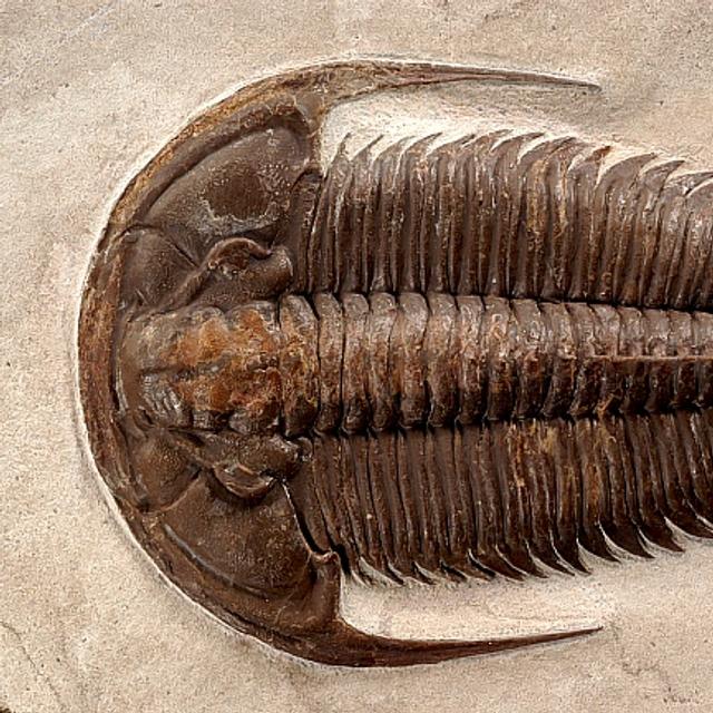 L'extinction massive du Dévonien due à un manque d'oxygène