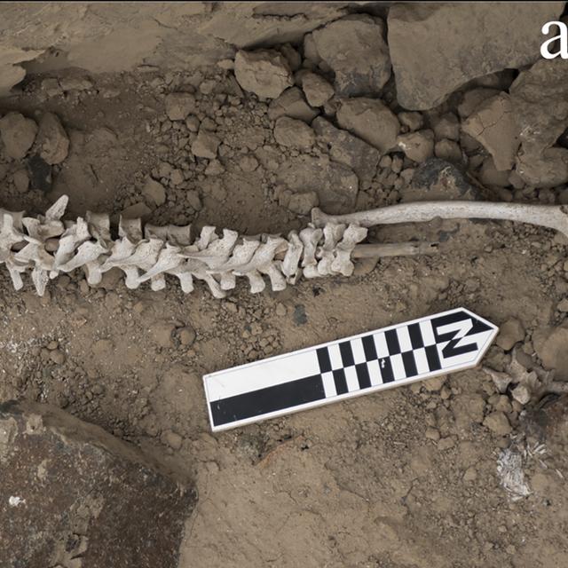 Définition | Placode : qu'est-ce que c'est ? | Futura santé