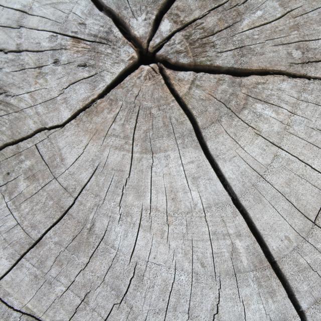 Définition | Tremble : qu'est-ce que c'est ? | Futura planète