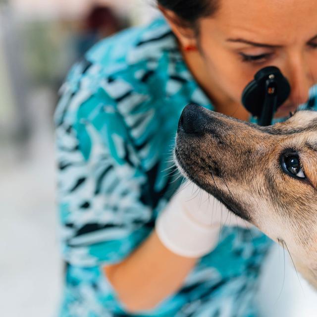 Animal de compagnie : quel impact sur l’environnement