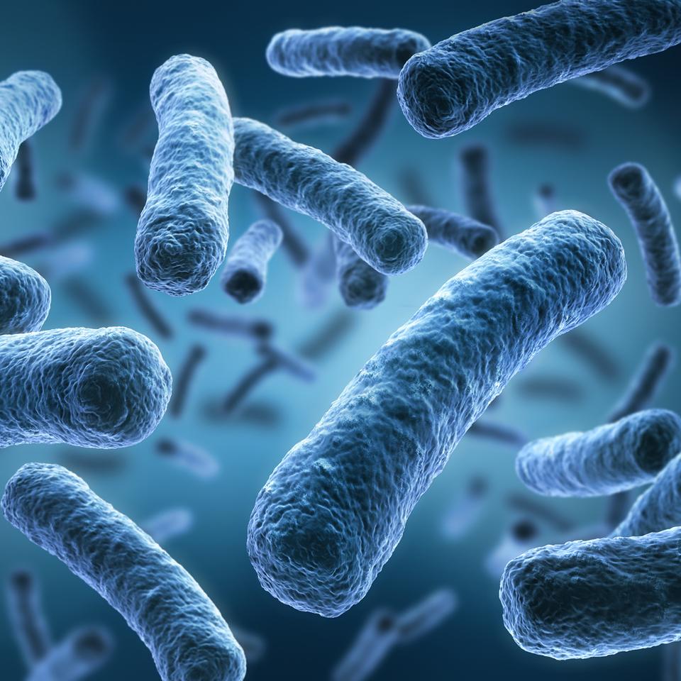 Des bactéries qui résistent aux antibiotiques... en les mangeant