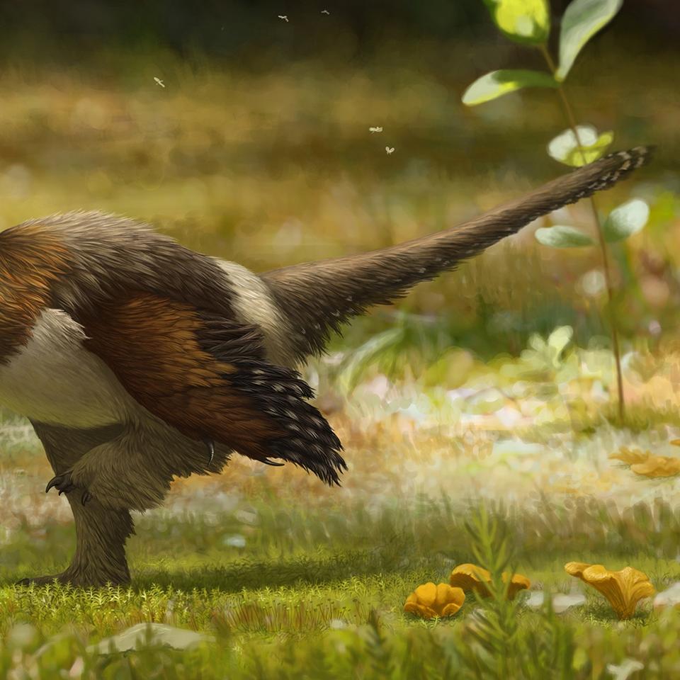 Ce dinosaure à plumes avait quatre ailes mais ne volait pas