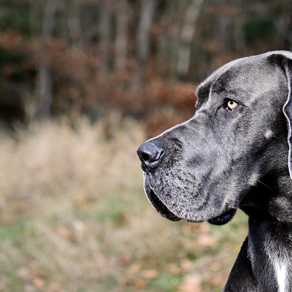 Comment calculer l’âge humain de son chien