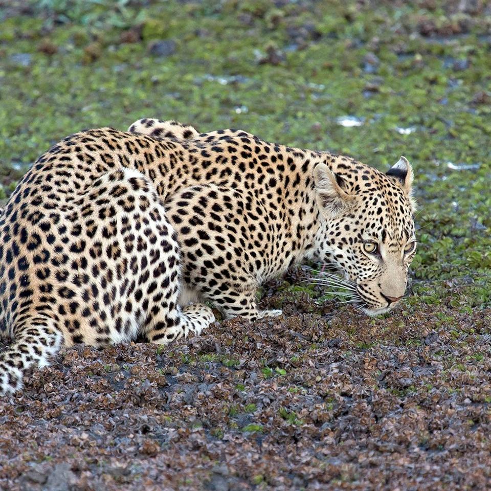Léopard, guépard, jaguar : quelles différences