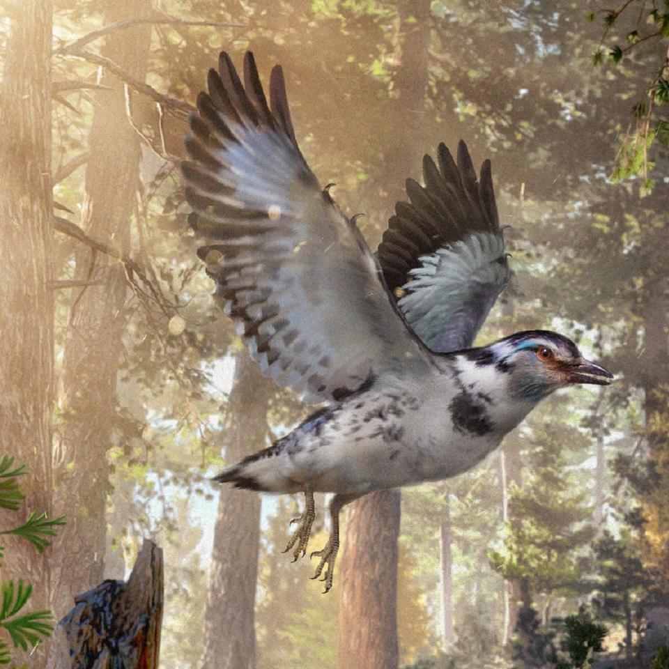 Qui était cet énigmatique oiseau fossile vieux de 127 millions d’années