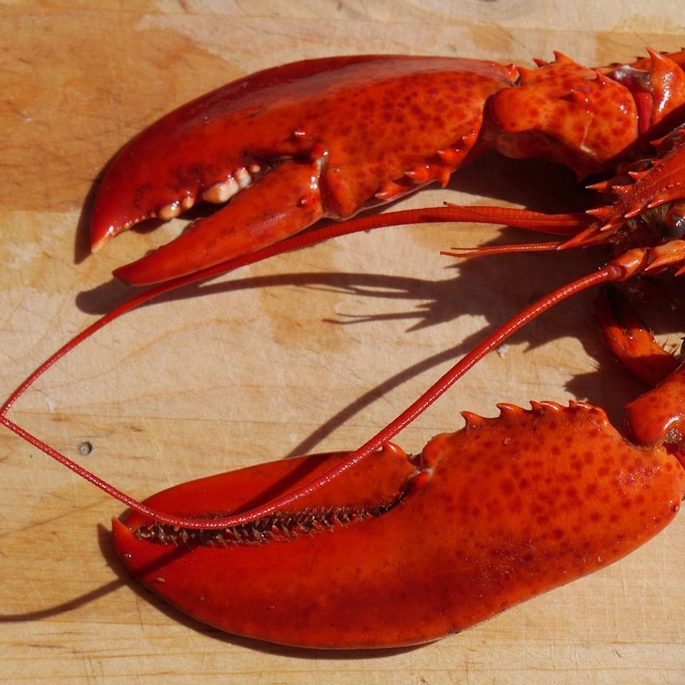 Quelle différence entre un homard et une langouste