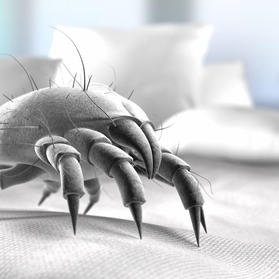 Définition | Acarien : qu'est-ce que c'est ? | Futura planète