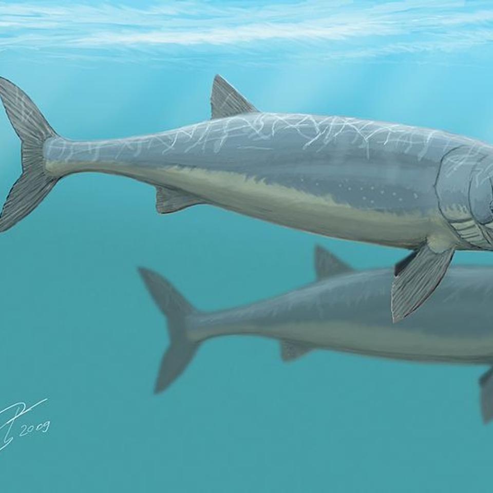 Leedsichthys problematicus, le poisson osseux géant, perd - un peu - de ...