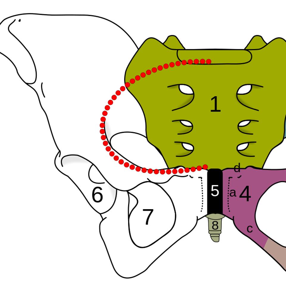 Définition | Ischium : qu'est-ce que c'est ? | Futura santé