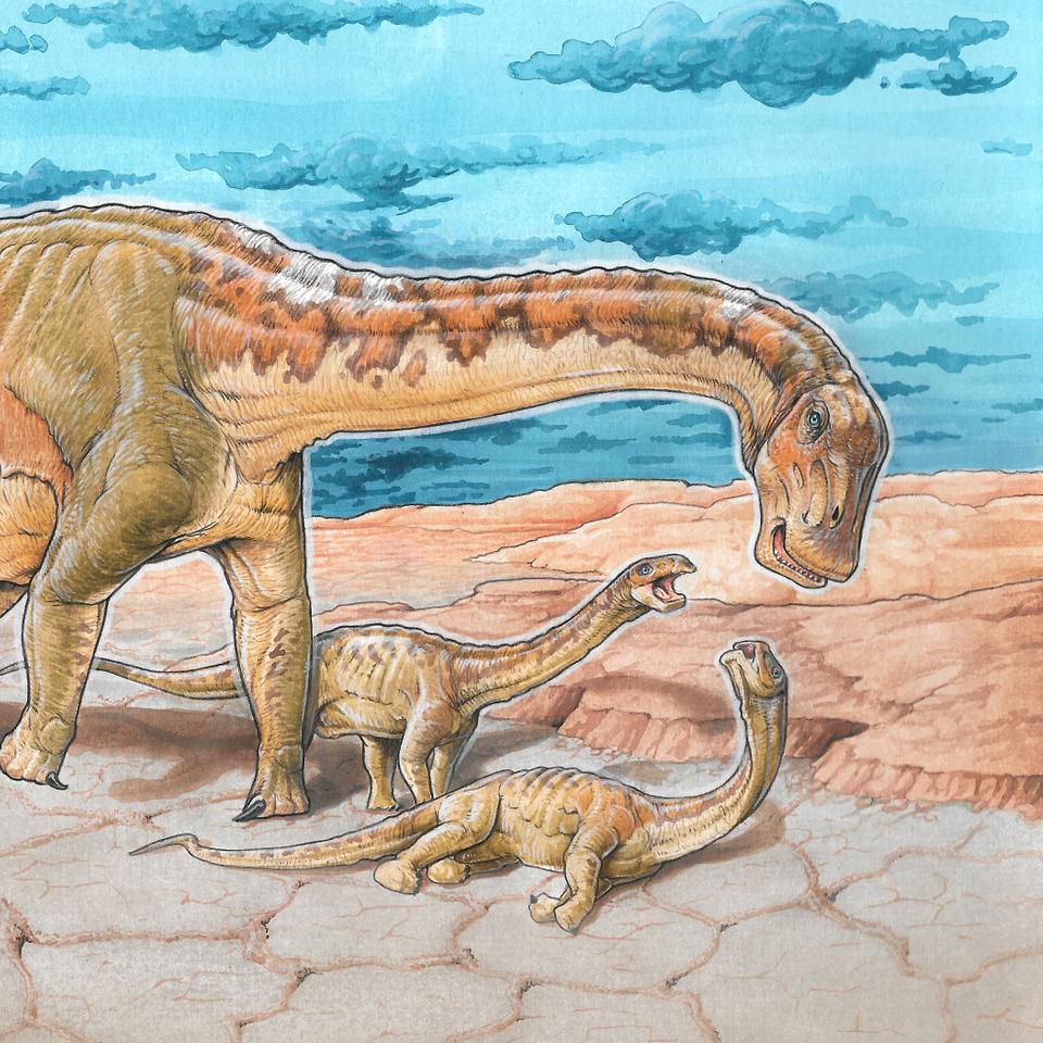 Une nouvelle espèce de dinosaure découverte en Argentine