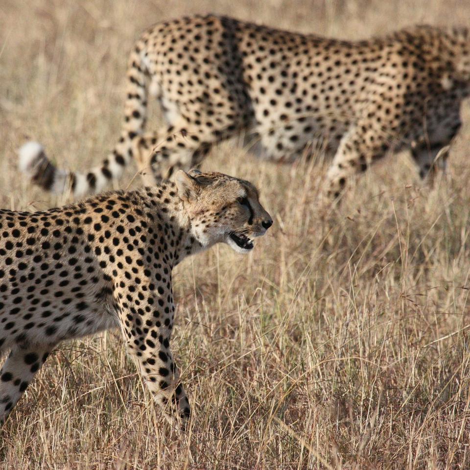 Quels sont les animaux les plus rapides du monde