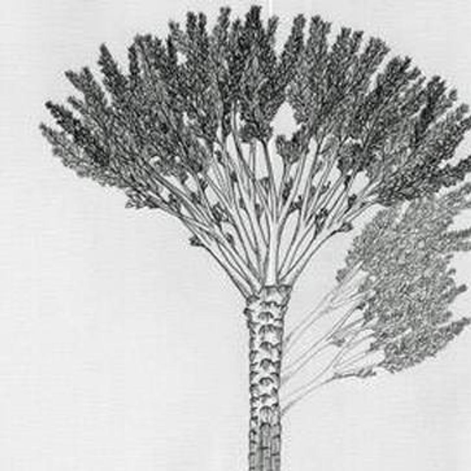 Le plus vieil arbre fossile du monde vient de parler
