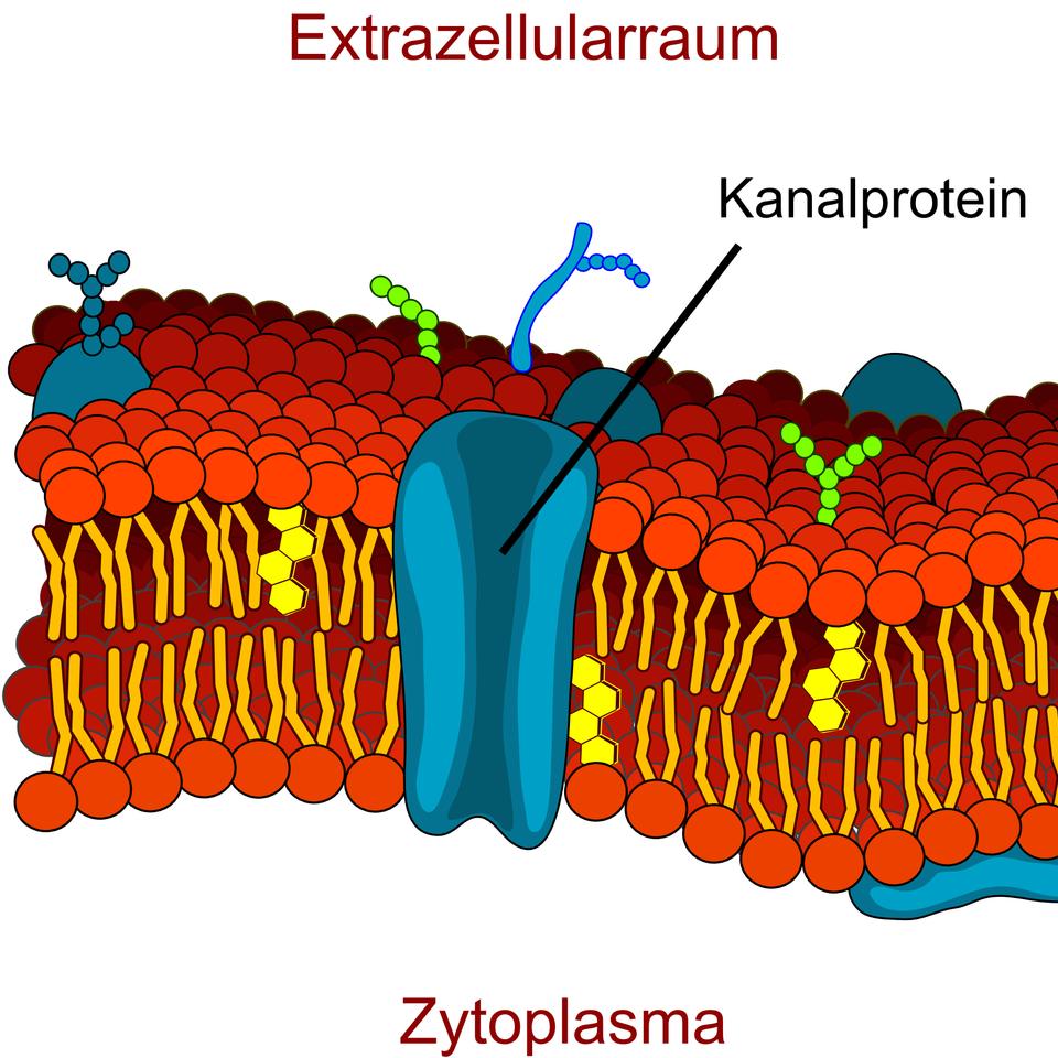 Définition | Membrane plasmique : qu'est-ce que c'est ? | Futura santé