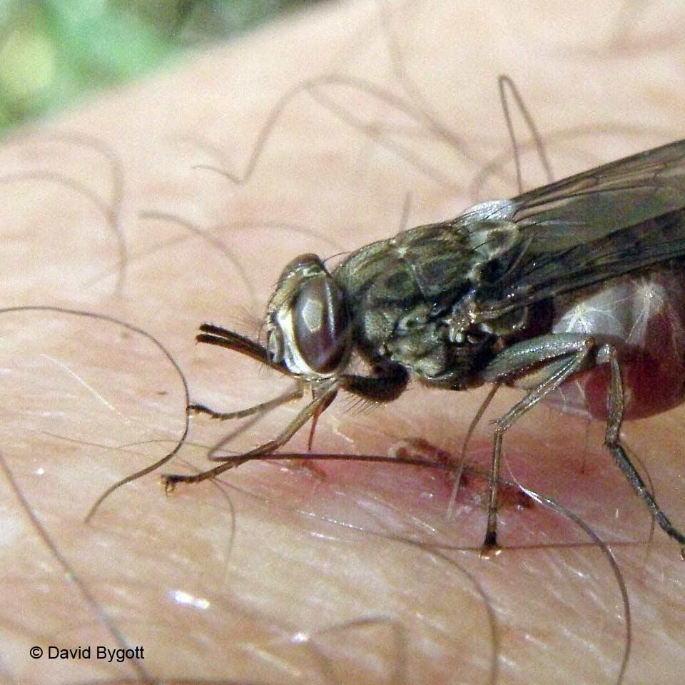 Maladie du sommeil : le génome de la mouche tsé-tsé décrypté