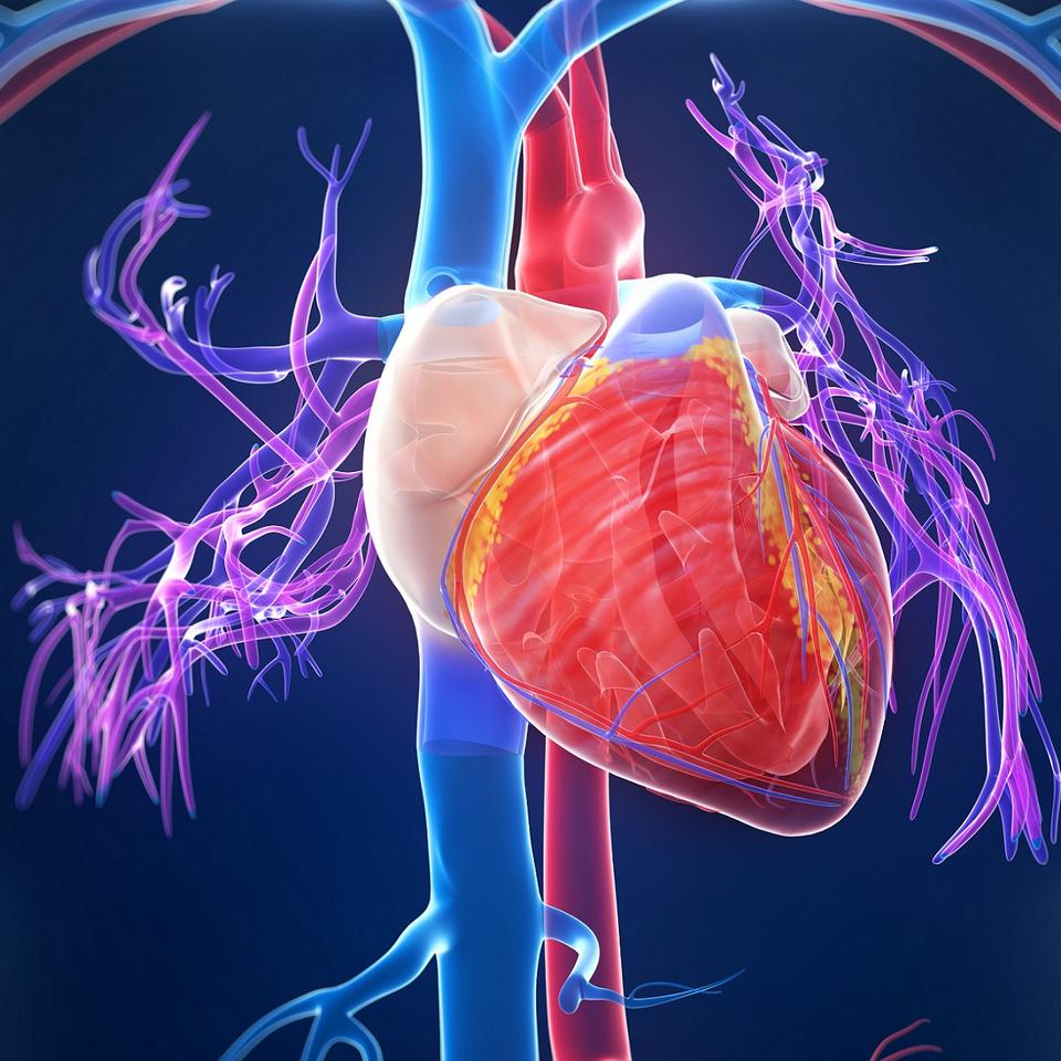 Définition | Ventricule cardiaque : qu'est-ce que c'est ? | Futura santé