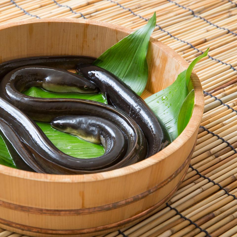 Définition | Allantoïde : qu'est-ce que c'est ? | Futura santé