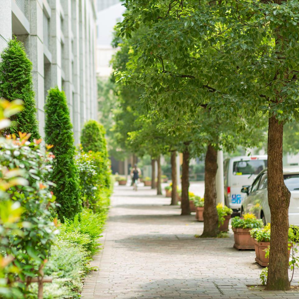 Planter plus d’arbres dans les villes permettrait de sauver des ...
