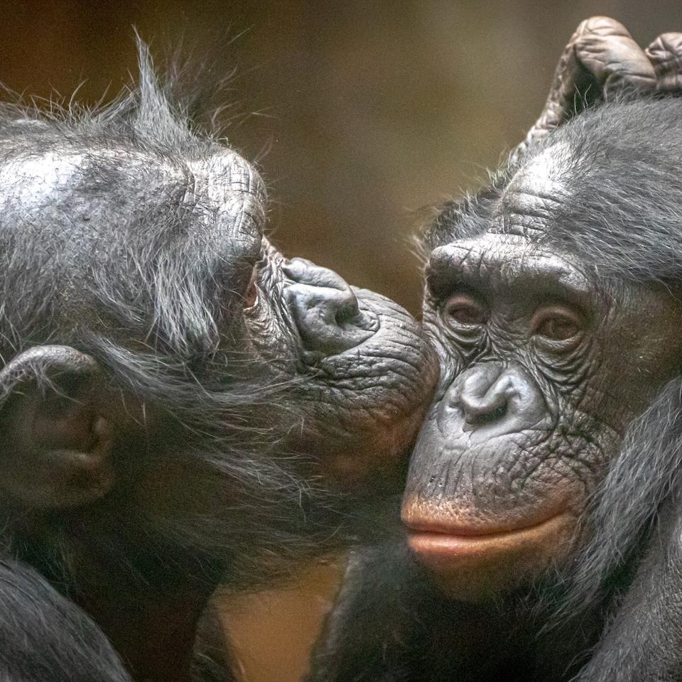 Le comportement sexuel des bonobos éclaire l’évolution de notre ...