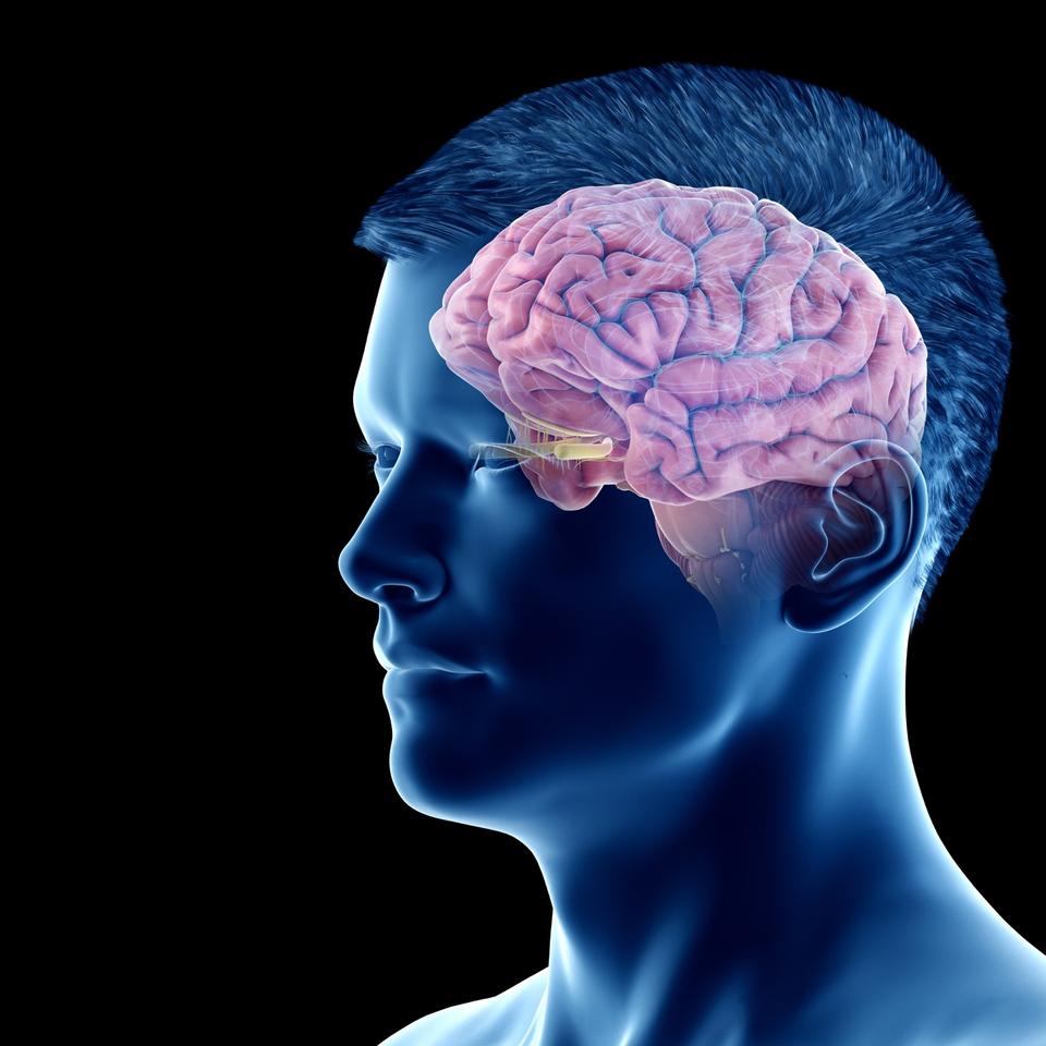 Définition | Cortex préfrontal : qu'est-ce que c'est ? | Futura santé