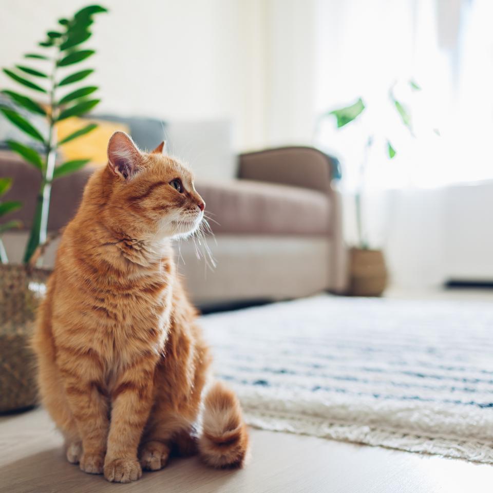 Combien de temps un chat peut-il vraiment rester seul