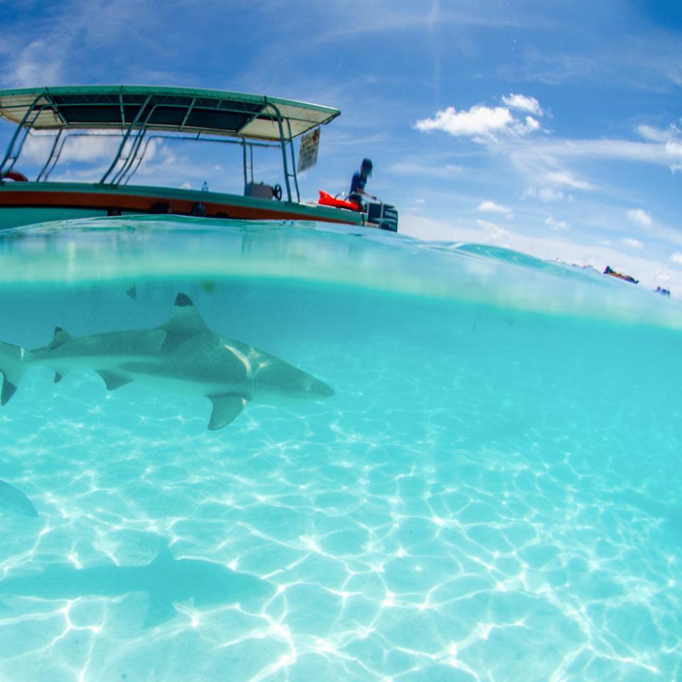 « Nous ne nous attendions pas du tout à ça » : un grand requin blanc ...