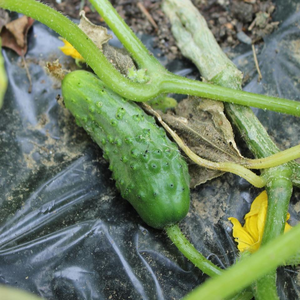 Définition | Cornichon : qu'est-ce que c'est ? | Futura planète