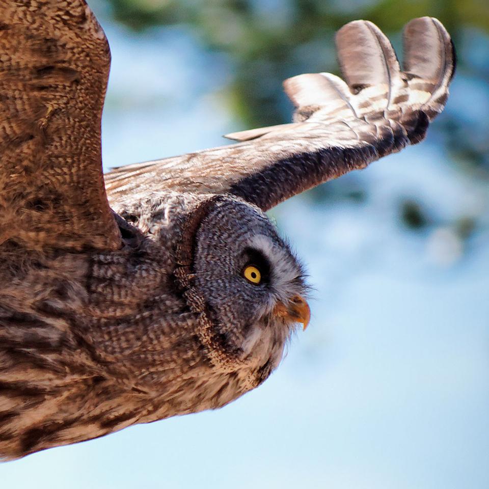 Les rapaces, rois du ciel, en 22 espèces représentatives