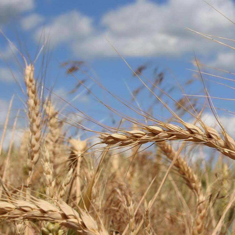 Top 15 des céréales essentielles à notre alimentation