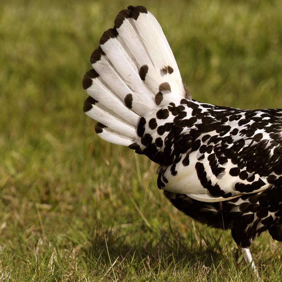 Top 20 des races de poules les plus remarquables