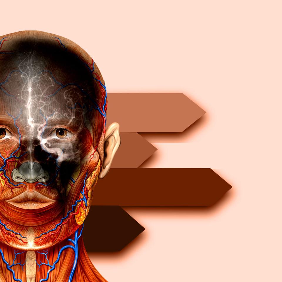 Anatomie de la tête en 10 illustrations