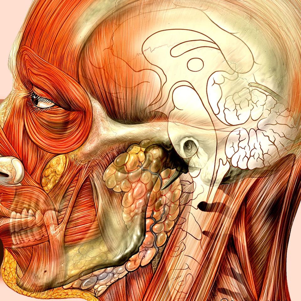 Anatomie de la tête en 10 illustrations