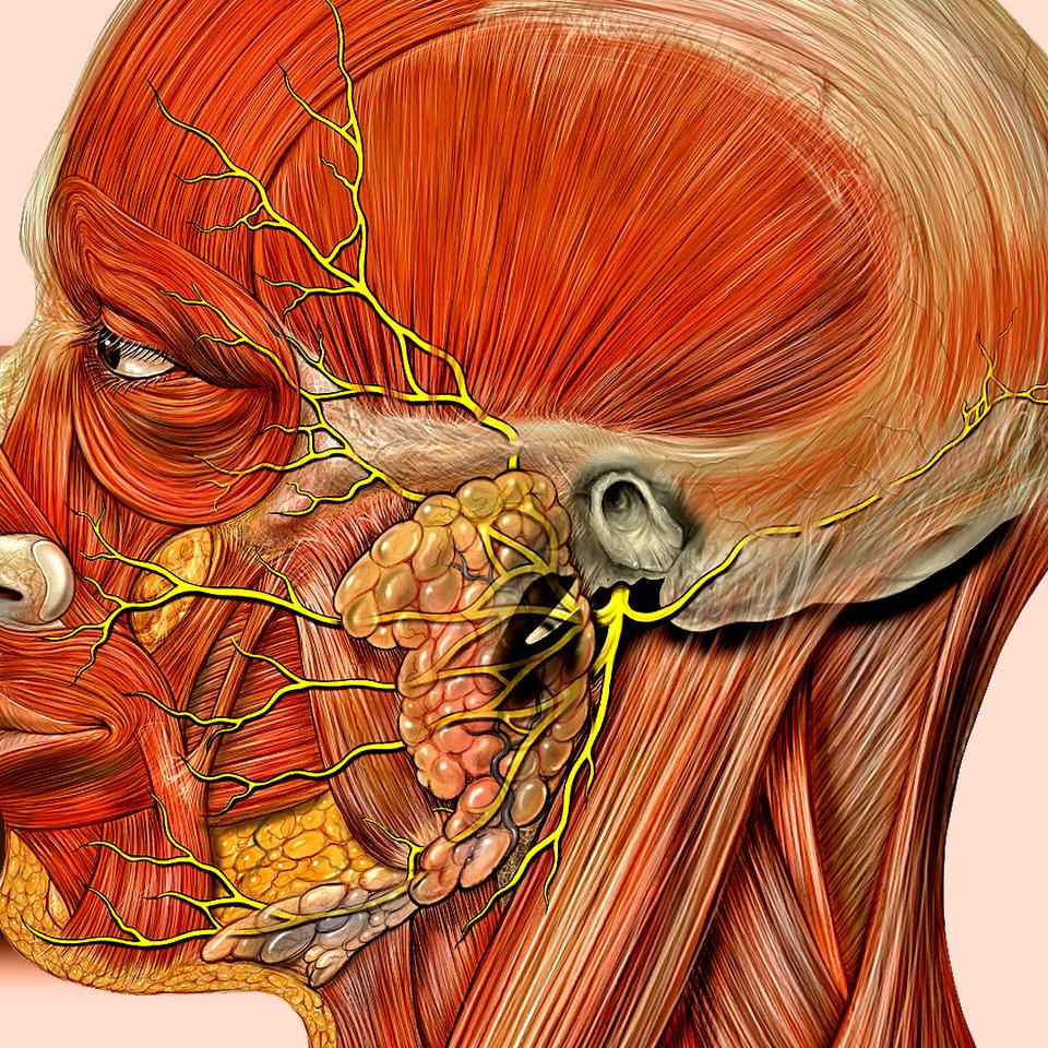 Anatomie de la tête en 10 illustrations