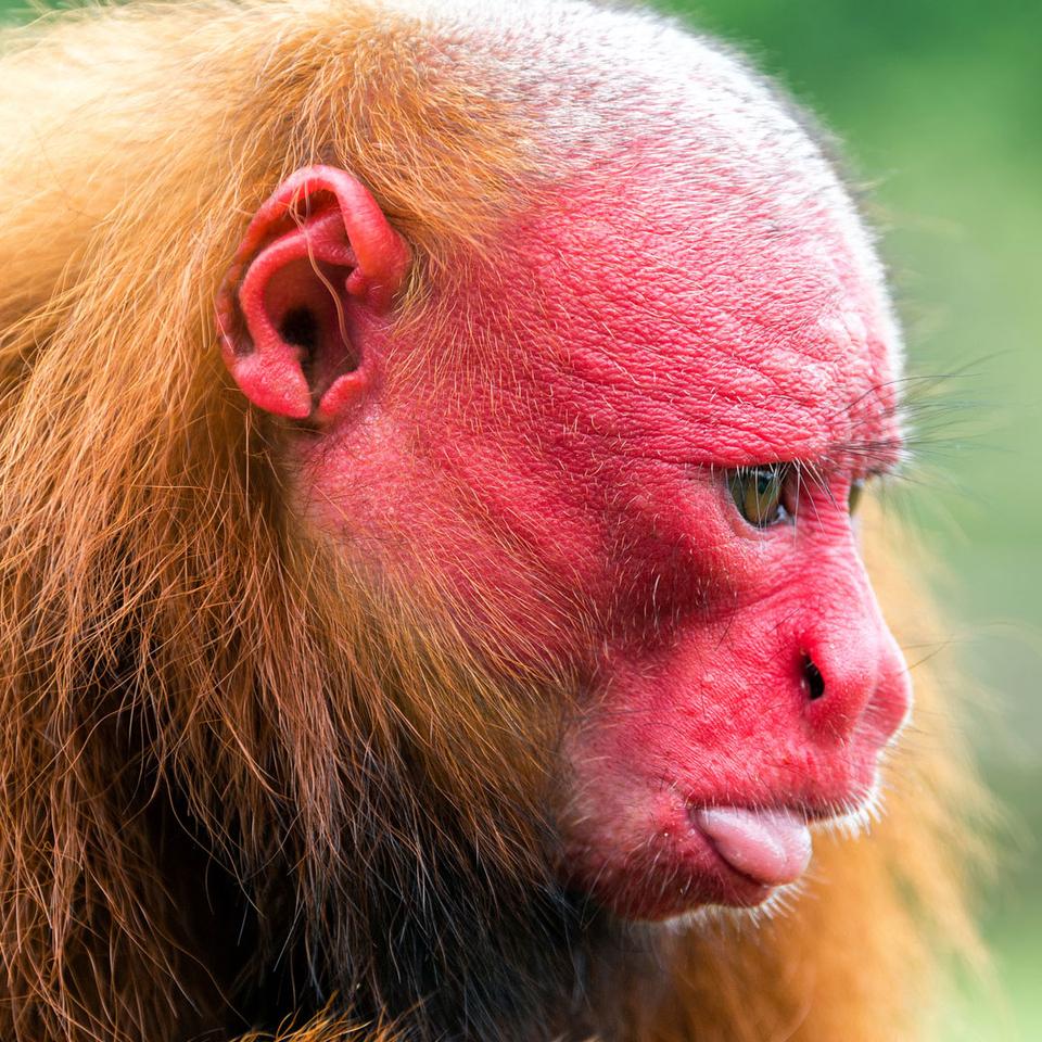 Les animaux qui font peur