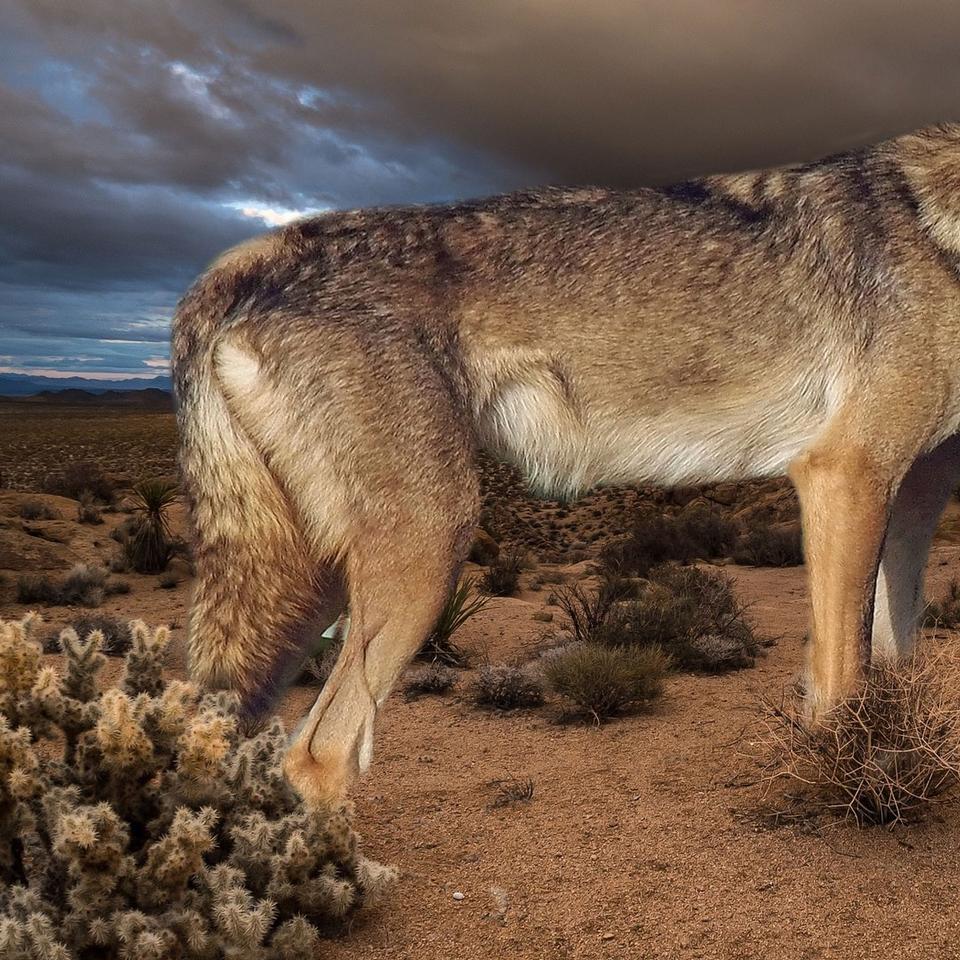 Le loup, un animal fascinant