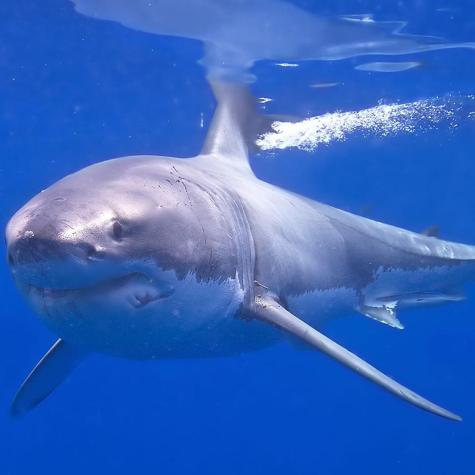Requinmania : plongez dans le monde fascinant des requins