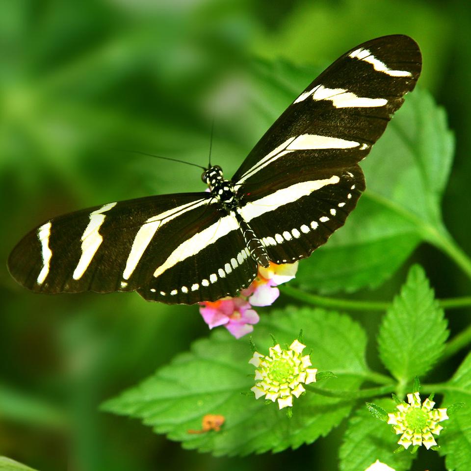 Métamorphose : de la chenille au papillon