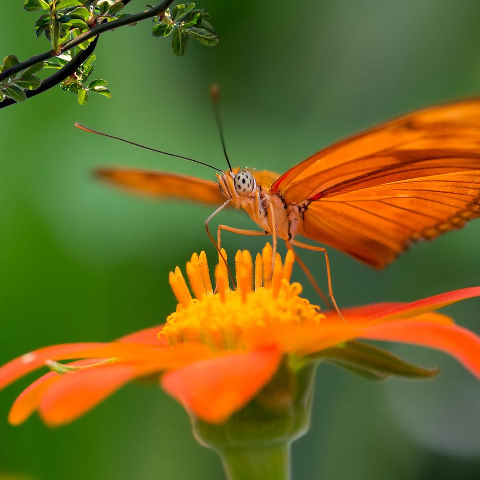 Métamorphose : de la chenille au papillon